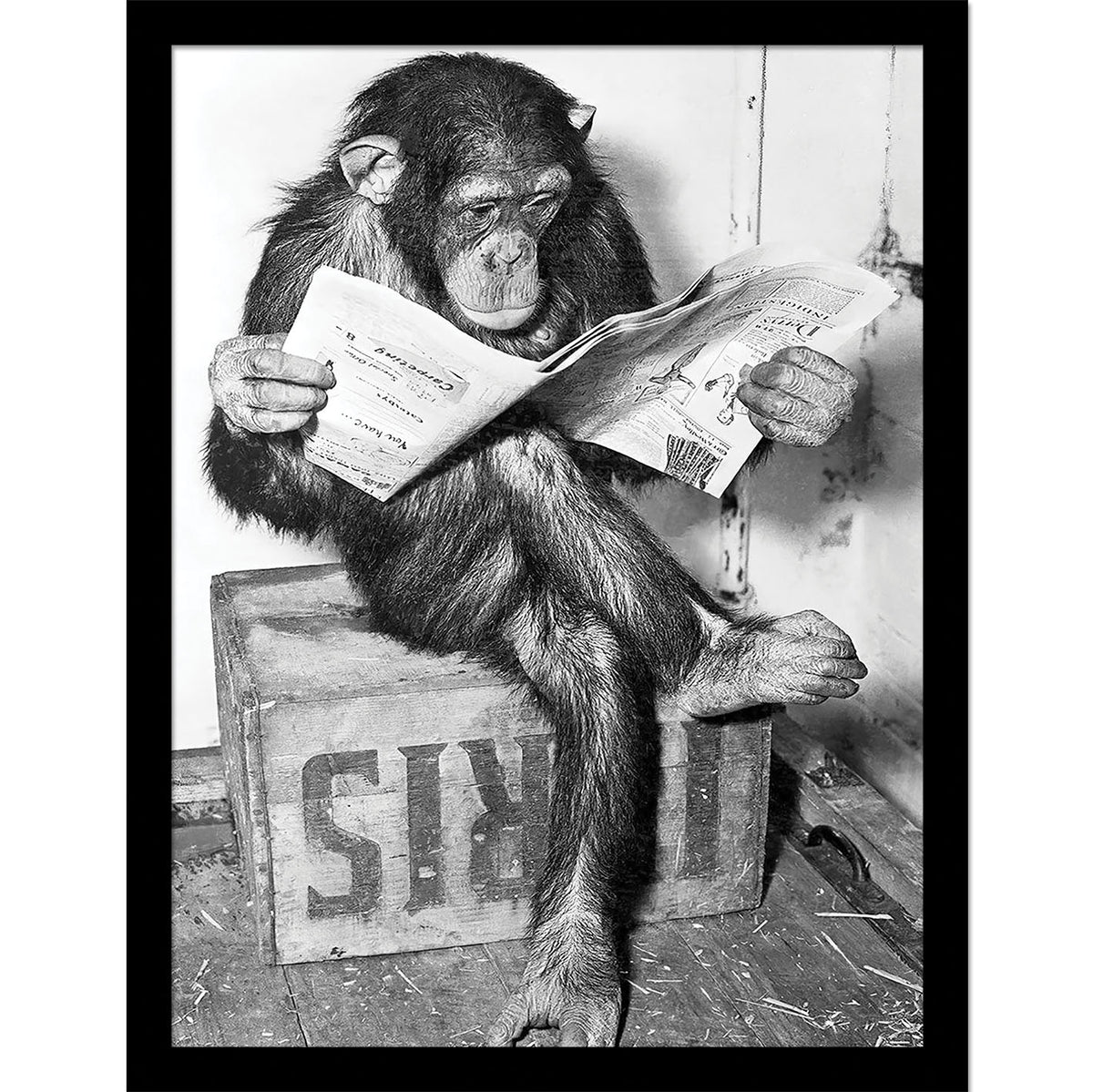 Ada Ingram (Chimp News) Collector Print (Framed) – Pyramid International